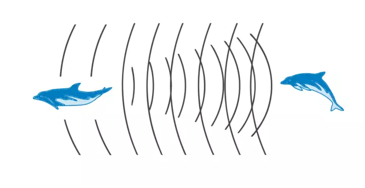 Comunicació entre dofins