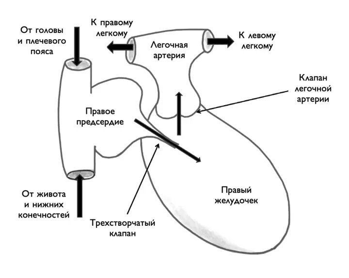 Cardiac Surgery for Beginners. 2069_2