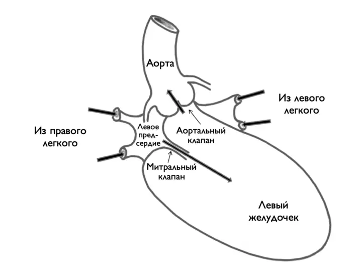 Meddygfa cardiaidd i ddechreuwyr 2069_3