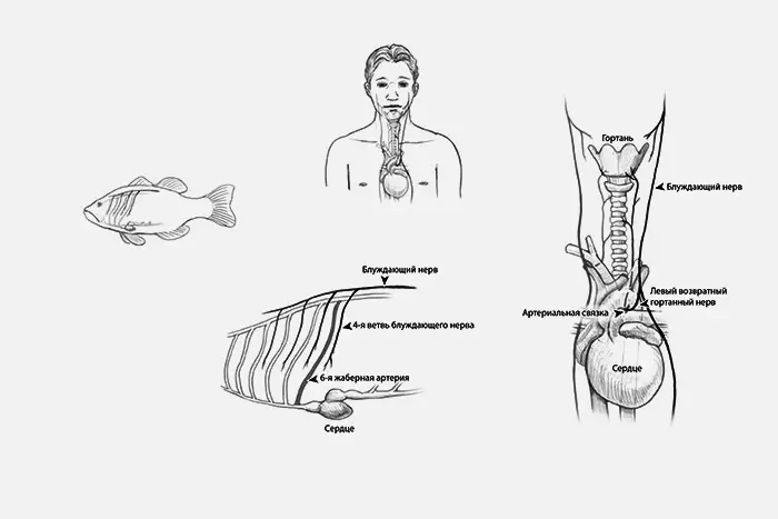 Kohtuuton muotoilu: Koska evoluutio teki kehomme epätäydellisiksi 2796_2