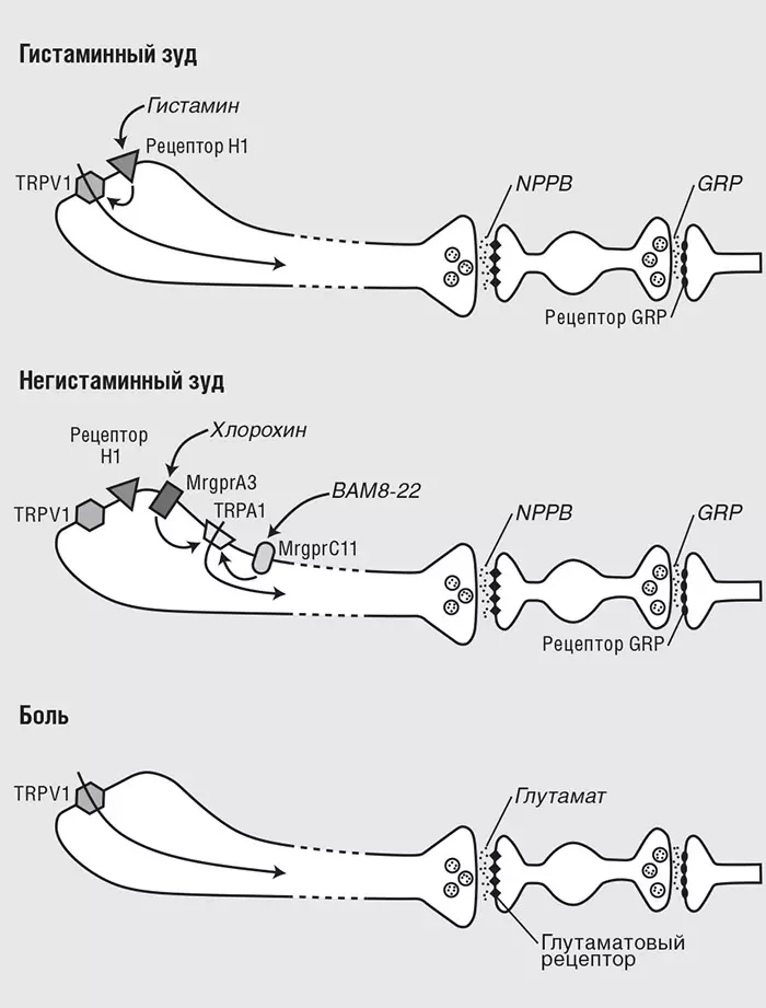 Ду роҳҳои гуногуни C-PIBERS бо нутқҳо дар & NB ...