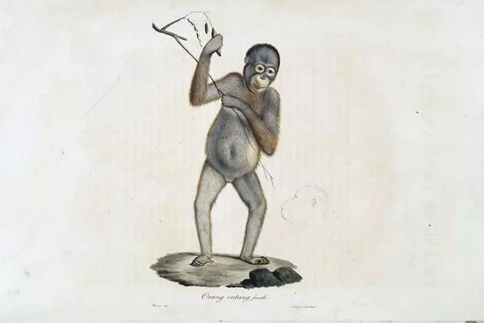 Orangutan, аял. Жорж Кувье. 1824