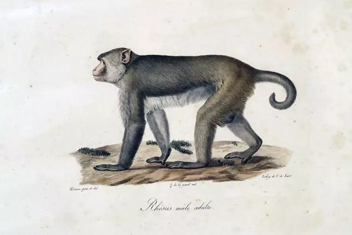 Macaque Russe, lahy. Georges cuvier. 1824