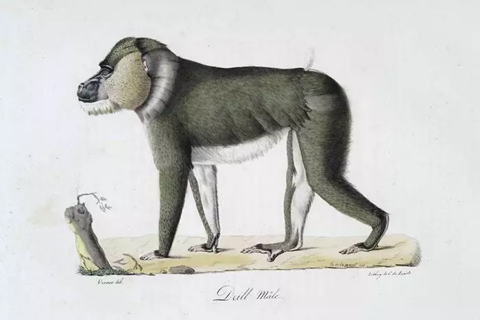 Baboon، مرد. جارجيس Cuvier. 1824