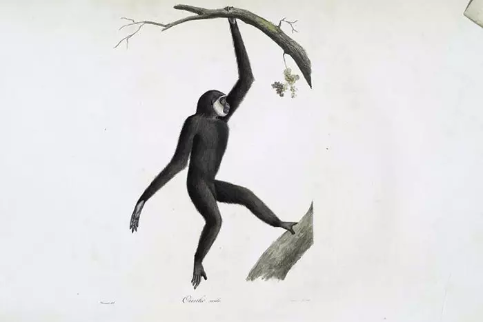 Gibbon dubh, fear. Georges Cuvier. 1824 & nbsp ...