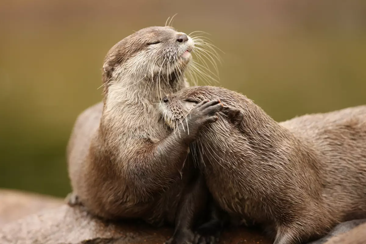 Amanti dei pinguini, dei dolci castori: come gli animali sono soddisfatti della vita personale