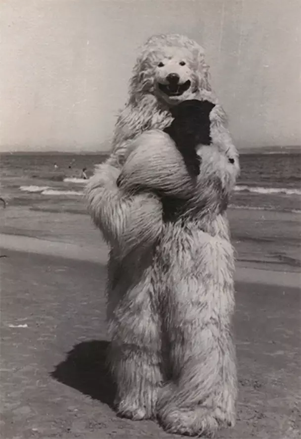 Teddybär под свастиката: Германия в снимките на 1920-те и 1960-те години с подозрителен мечка с участието на 4837_4