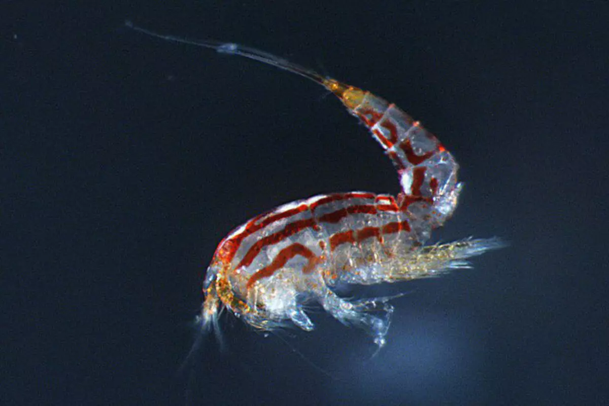 Copustoda (Acchuctalral Crustacean) i lalo o le Electron ...