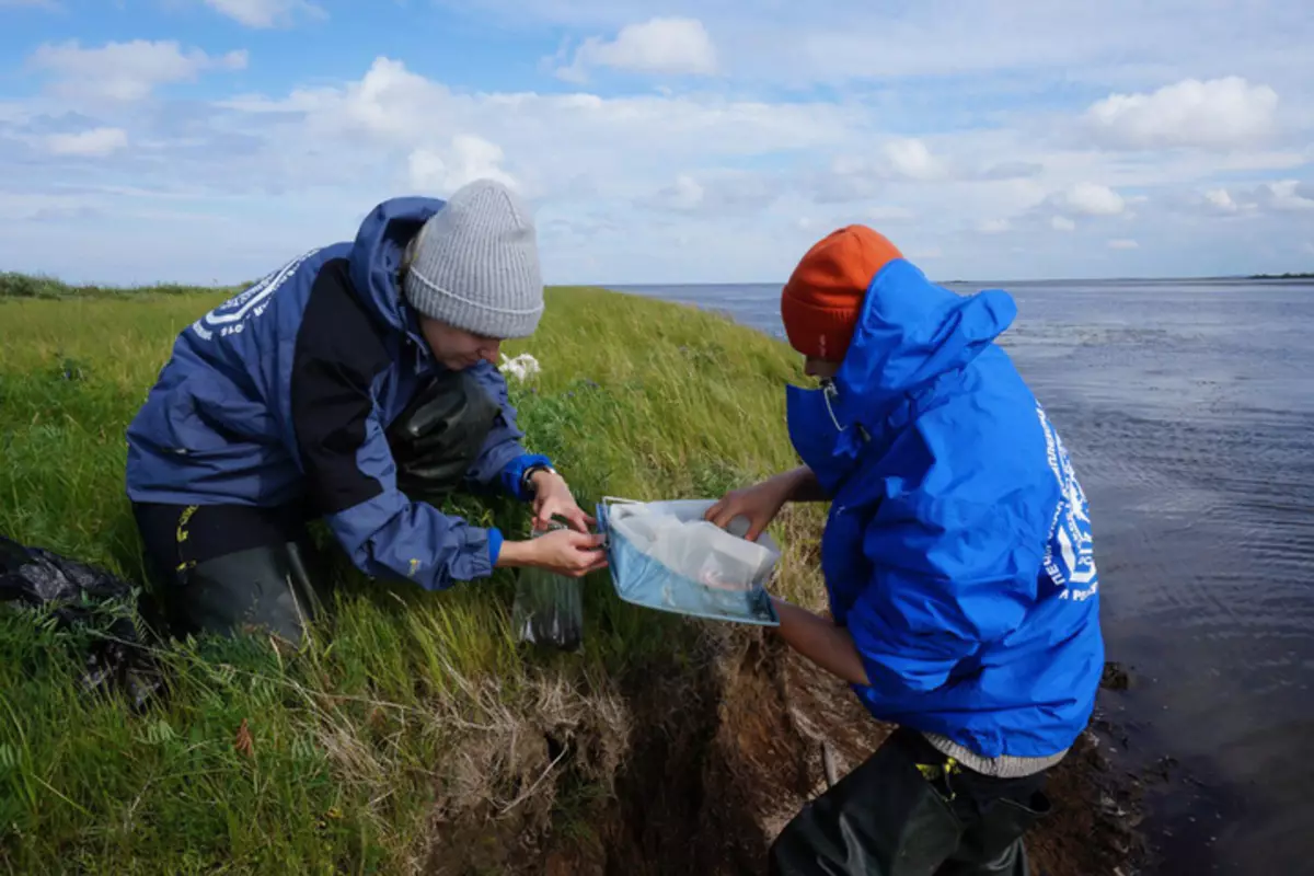 Sampling in the Pechora River Delta