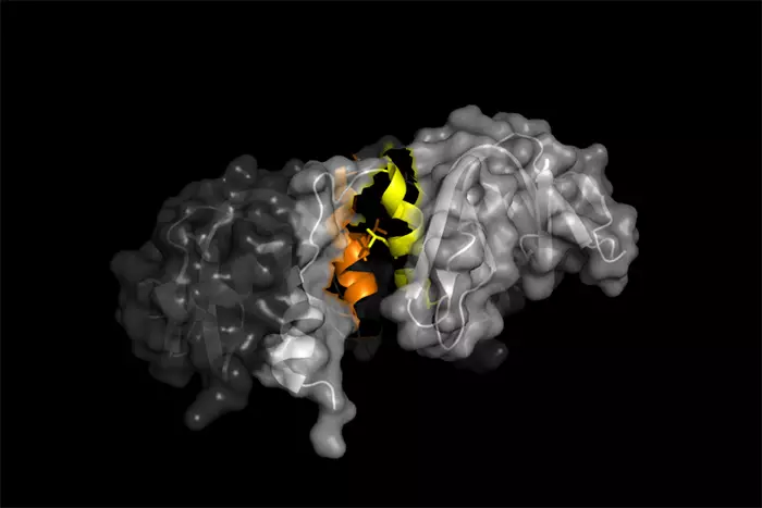 Dimer ribonuclease iz sjemenske tečnosti ...