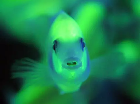 How to make fish glow: transgenic animal experiments 7014_1