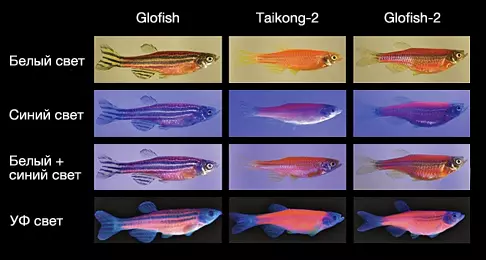 Transgene တိရိစ္ဆာန်စမ်းသပ်ချက်: ငါးအလင်းရောင်အောင်လုပ်နည်း 7014_2