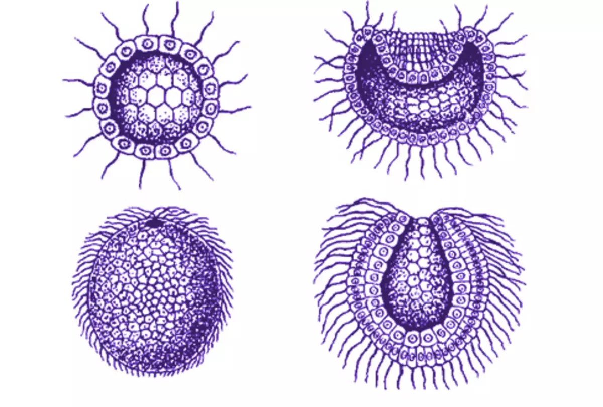 La simplicitat o complexitat per què les cèl·lules decideixen junts en viu? 7031_1