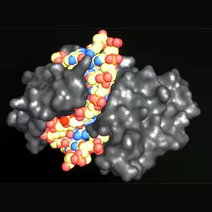 Omejitev encim MVA1 (siva) in DNA