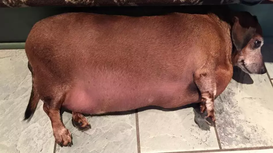 Tarix: bir sığınacaq obezite Dog olan çaşdırdı yeni sahibini tapmaq üçün itirilmiş 1017_1