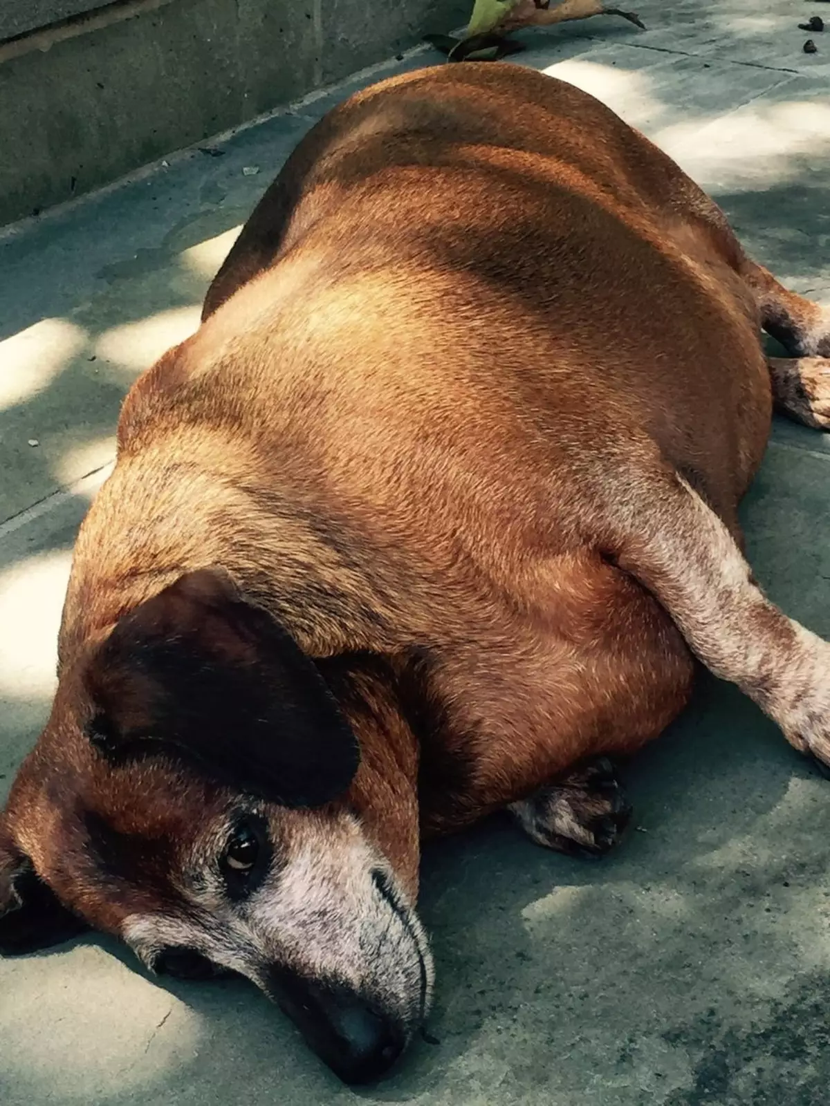 Tarix: bir sığınacaq obezite Dog olan çaşdırdı yeni sahibini tapmaq üçün itirilmiş 1017_2