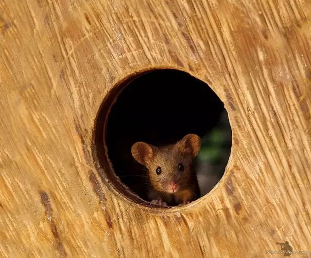 Fotógrafo británico construido una casa para ratones 10296_10