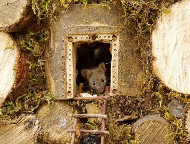 Fotógrafo británico construido una casa para ratones 10296_16