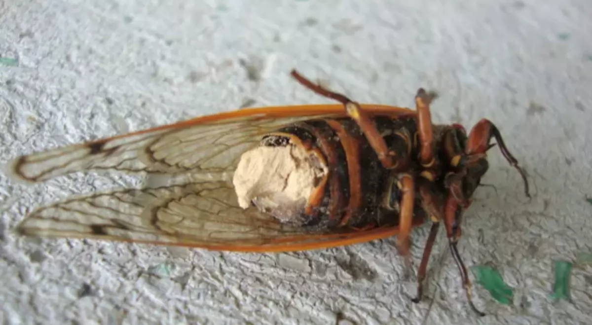 EUnited States, i-CICODADA phantsi kwengqondo yengqondo iqeqesha i-orgies, ngelixa bengawenzi genitals 10403_1