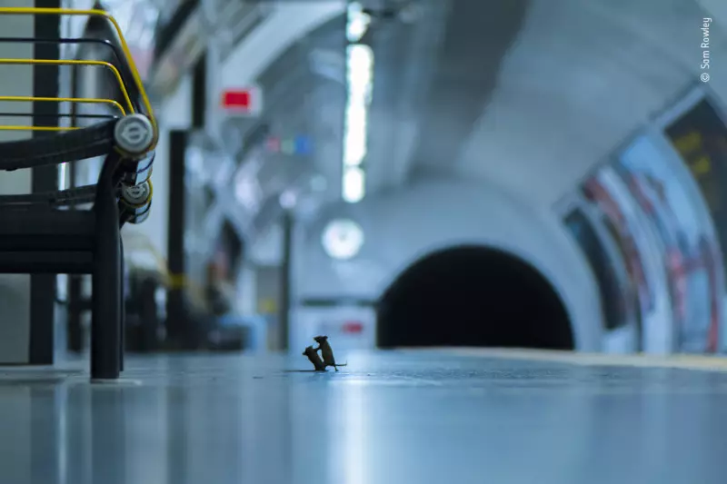 Möss kämpar i tunnelbanan: heter det bästa fotot av djurlivet för 2019 12040_1