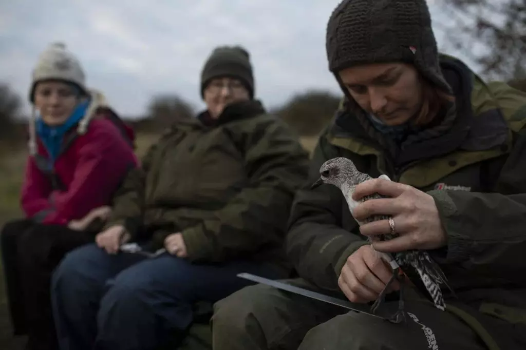 Ostajemo zimovanje: kako volonteri u Engleskoj spašavaju ptice migracija 12411_14