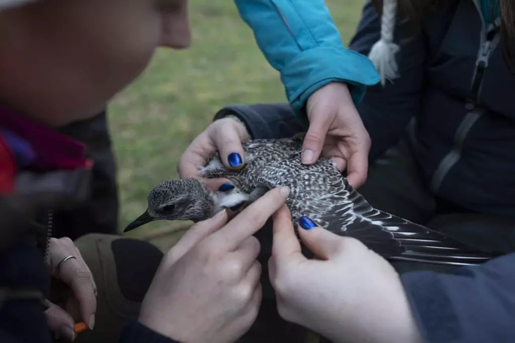 Ostajemo zimovanje: kako volonteri u Engleskoj spašavaju ptice migracija 12411_15