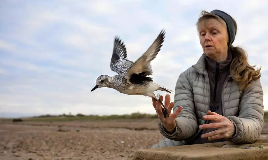 Ostajemo zimovanje: kako volonteri u Engleskoj spašavaju ptice migracija 12411_5