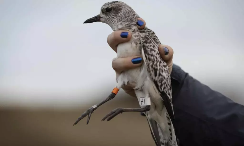 Ostajemo zimovanje: kako volonteri u Engleskoj spašavaju ptice migracija 12411_9
