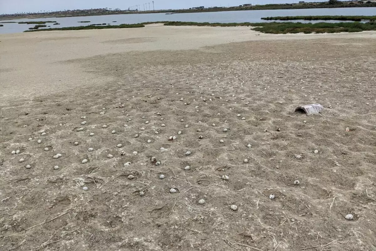 En California, las aves marinas estaban asustadas por los turistas, drone y arrojaban dos mil huevos. Toda la generación de polluelos no nace. 12413_1