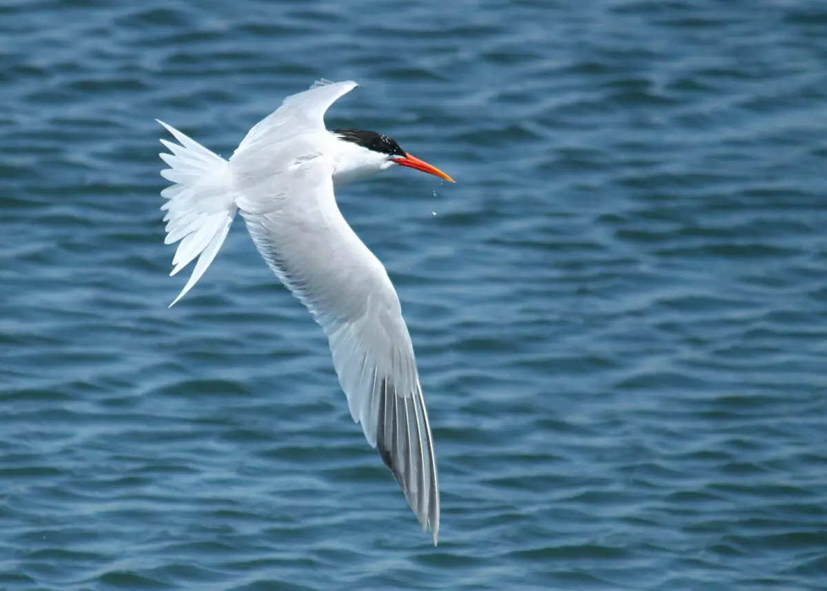 En California, las aves marinas estaban asustadas por los turistas, drone y arrojaban dos mil huevos. Toda la generación de polluelos no nace. 12413_2