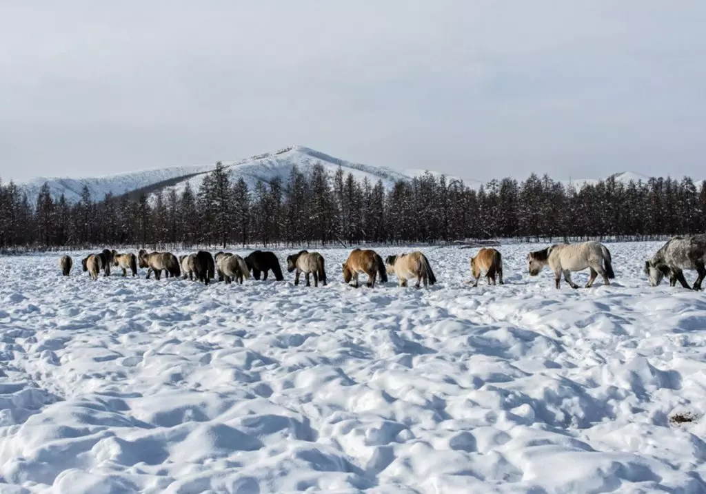 Kouefront: Hoe hulle leef in Oymyakne - een van die koudste bewoonde plekke op aarde 12443_4