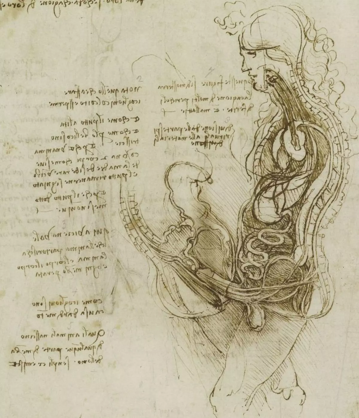 Alchemical Androgynov uye Monsters-Hermaphrodites: Phenomenon of maviri-Hollow zvisikwa - musainzi, dzidziso yebonde uye nhoroondo yebonde 12529_6