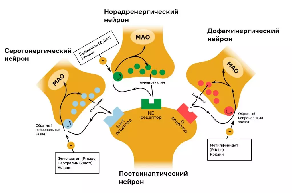 Donkel alleles: Wéi maachen Genen d'Resultat vun Medikamenter Therapie bestëmmen an kann der antidepressant maachen eng Persoun dierf? 13193_3