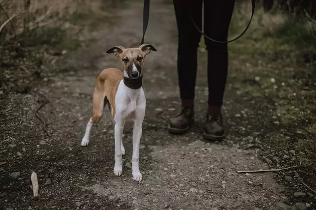 Hrana iz rastlin in ličink, iger s kartonom in kabinami za kakec: Kako močno ohraniti hišne ljubljenčke 14130_13