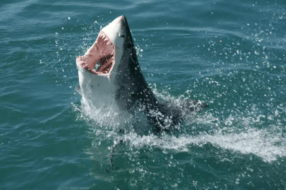 Can Shark, 'n menstruele bloed, seil en piep 'n vrou? 1470_1