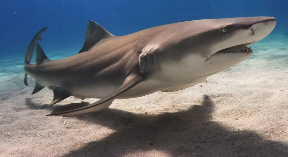 Can Shark, të paturit e një të gjakut menstrual, vela dhe shpëtim një grua? 1470_2