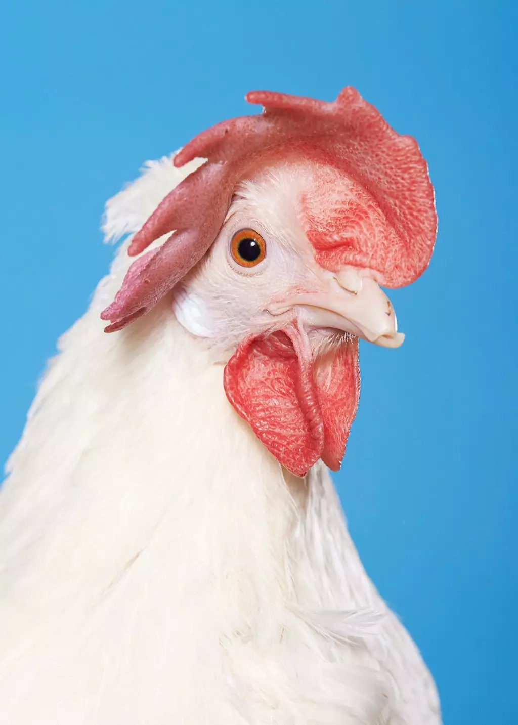 Ang Iskedyul sa Kinabuhi ug Kamatayon: Ang Photographer sa Hungarian gikuhaan ang 168 nga mga litrato sa mga manok nga gigamit sa industriya sa Pharmaceutical 14952_1