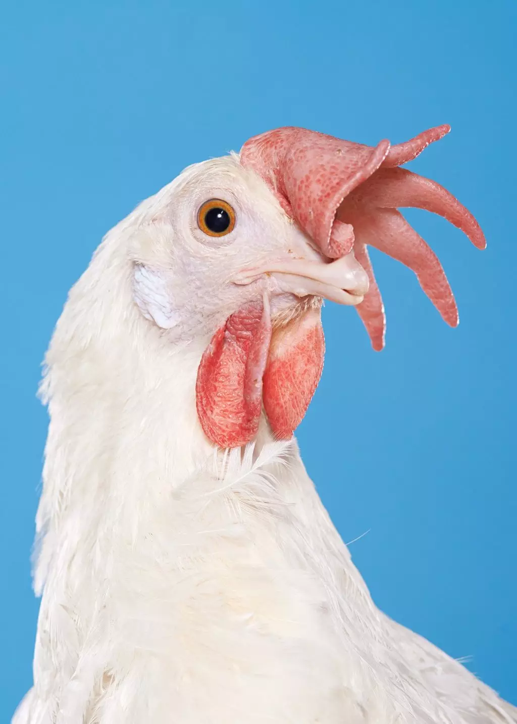 Ang Iskedyul sa Kinabuhi ug Kamatayon: Ang Photographer sa Hungarian gikuhaan ang 168 nga mga litrato sa mga manok nga gigamit sa industriya sa Pharmaceutical 14952_10