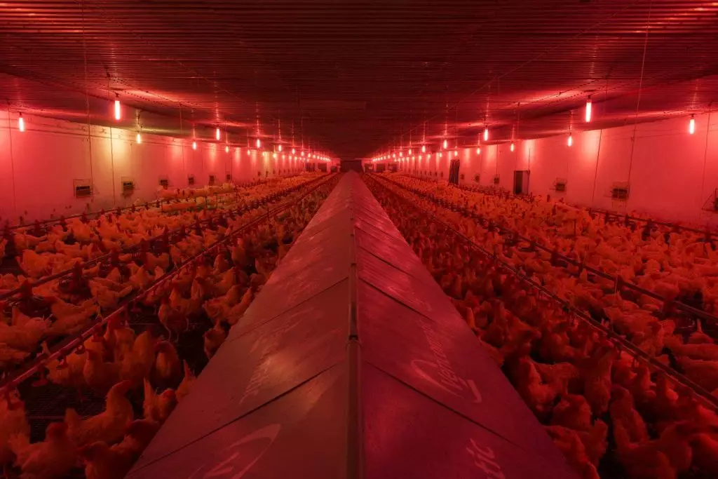 Ang Iskedyul sa Kinabuhi ug Kamatayon: Ang Photographer sa Hungarian gikuhaan ang 168 nga mga litrato sa mga manok nga gigamit sa industriya sa Pharmaceutical 14952_3