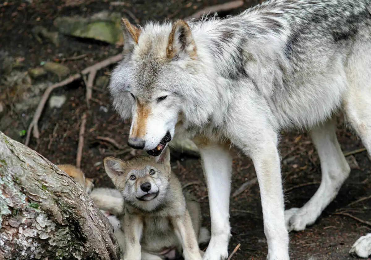 A cikin garken Wolf Babu wani Alfa da maza da Beta: Ka'idar mallaki ya juya ya zama abin da ya sa gaba da gangara a cikin garken Wolf shine labarin 15060_3