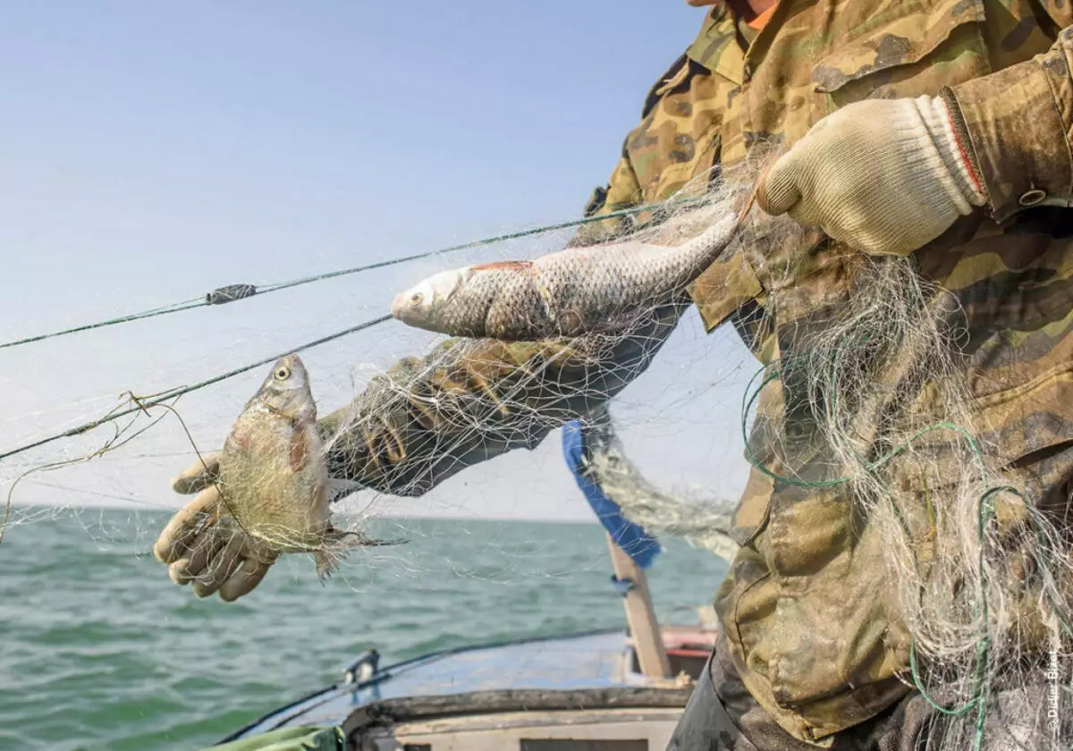 Mer sans oxygène, chi-fantômes et récifs démolis. Comment la pêche et l'aquaculture détruisent les écosystèmes des océans 15094_1