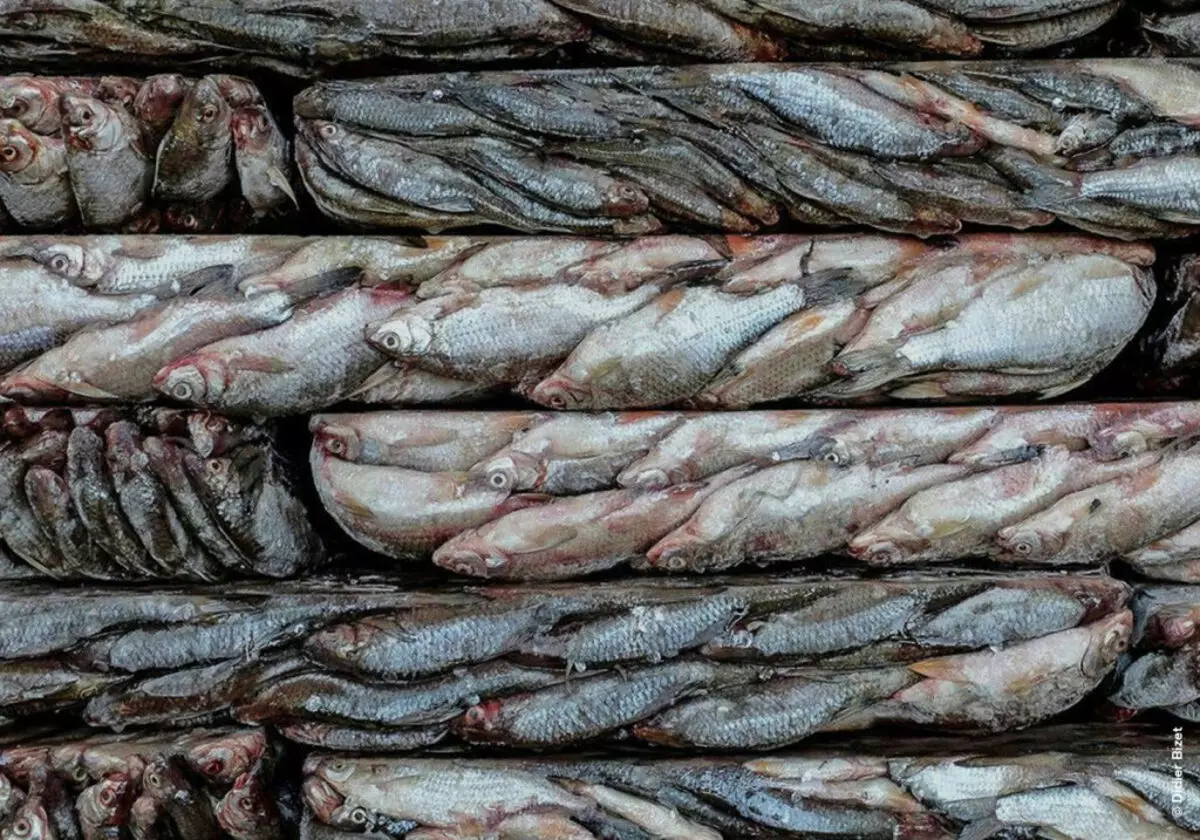 Mer sans oxygène, chi-fantômes et récifs démolis. Comment la pêche et l'aquaculture détruisent les écosystèmes des océans 15094_3