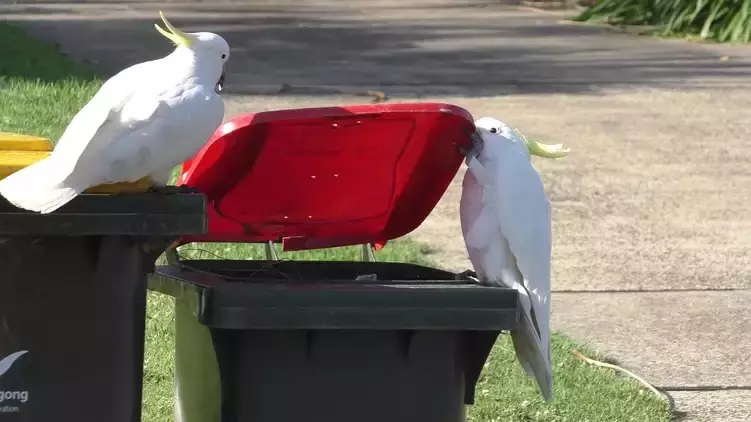 Australia gudaheeda, Kakada wuxuu wax ka bartaa midba midka kale si uu u furo haanta qashinka ee cuntada 15402_1