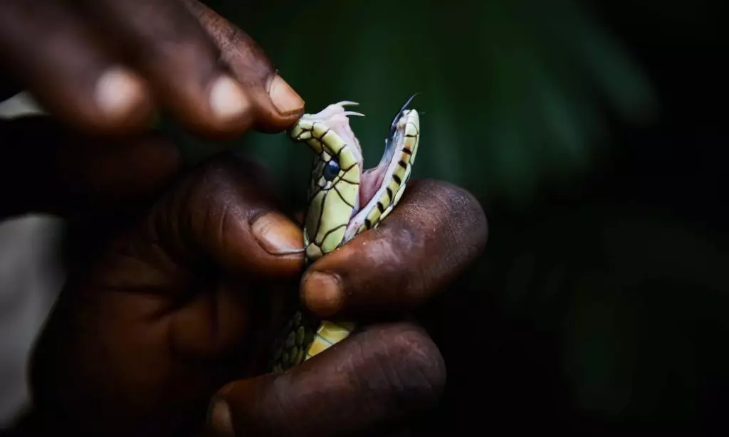 Must Mamba: Kuidas mürgised maod tõi kaasa Kongo kriisi 15533_19