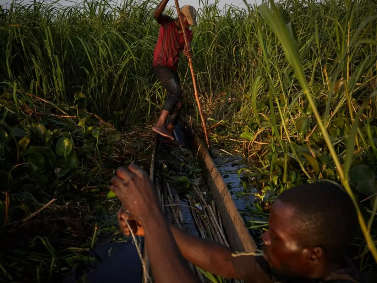 Must Mamba: Kuidas mürgised maod tõi kaasa Kongo kriisi 15533_4