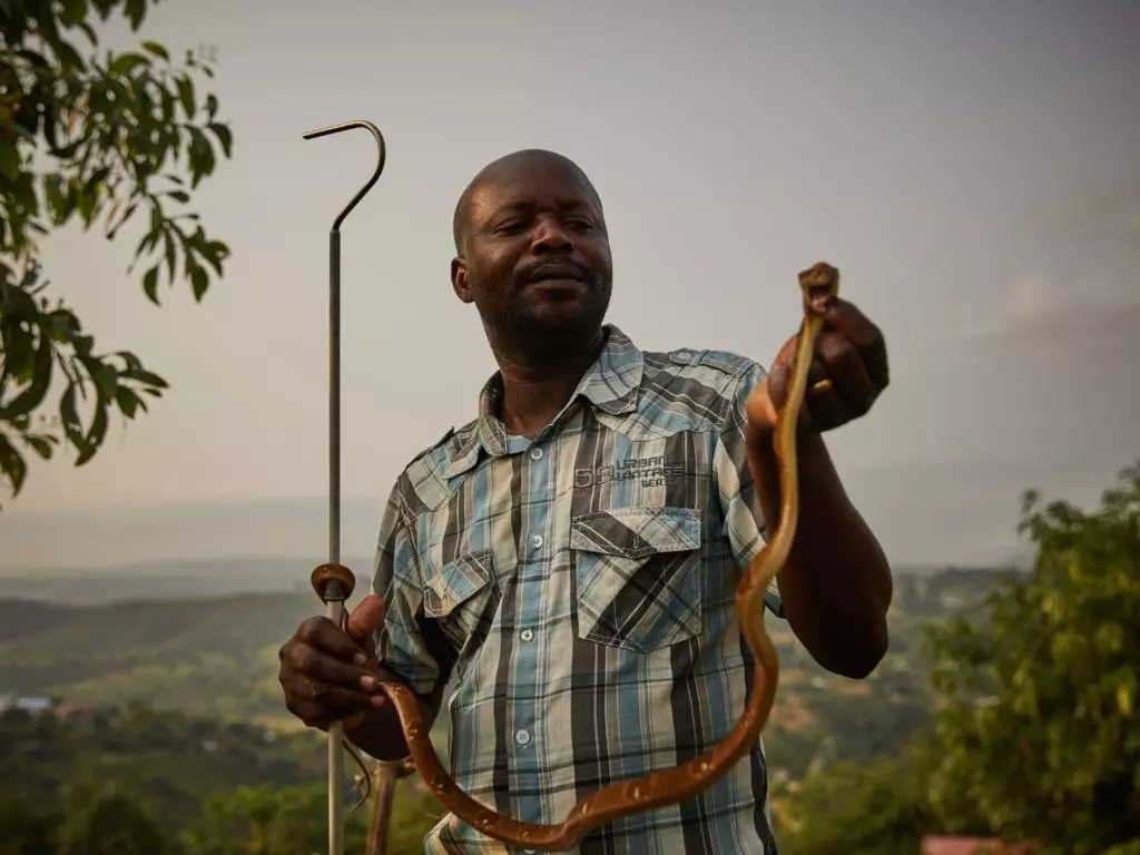 Must Mamba: Kuidas mürgised maod tõi kaasa Kongo kriisi 15533_7