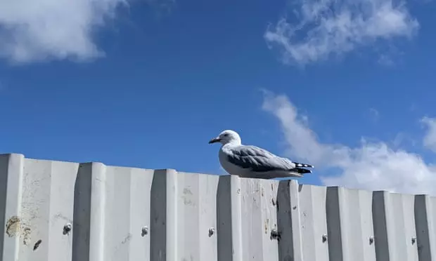 Les mouettes reproductrices ne sont pas autorisées à commencer la construction de la cathédrale en Nouvelle-Zélande