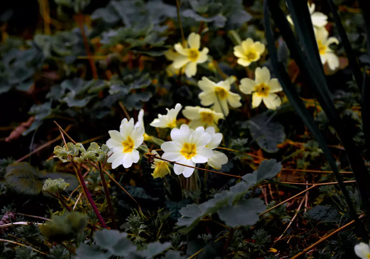 Daisies ພາສາລັບແລະລືມຂ້ອຍ - ບໍ່ແມ່ນ: ຄູ່ມືສໍາລັບຄຸນຄ່າຂອງສັນຍາລັກ 15715_4