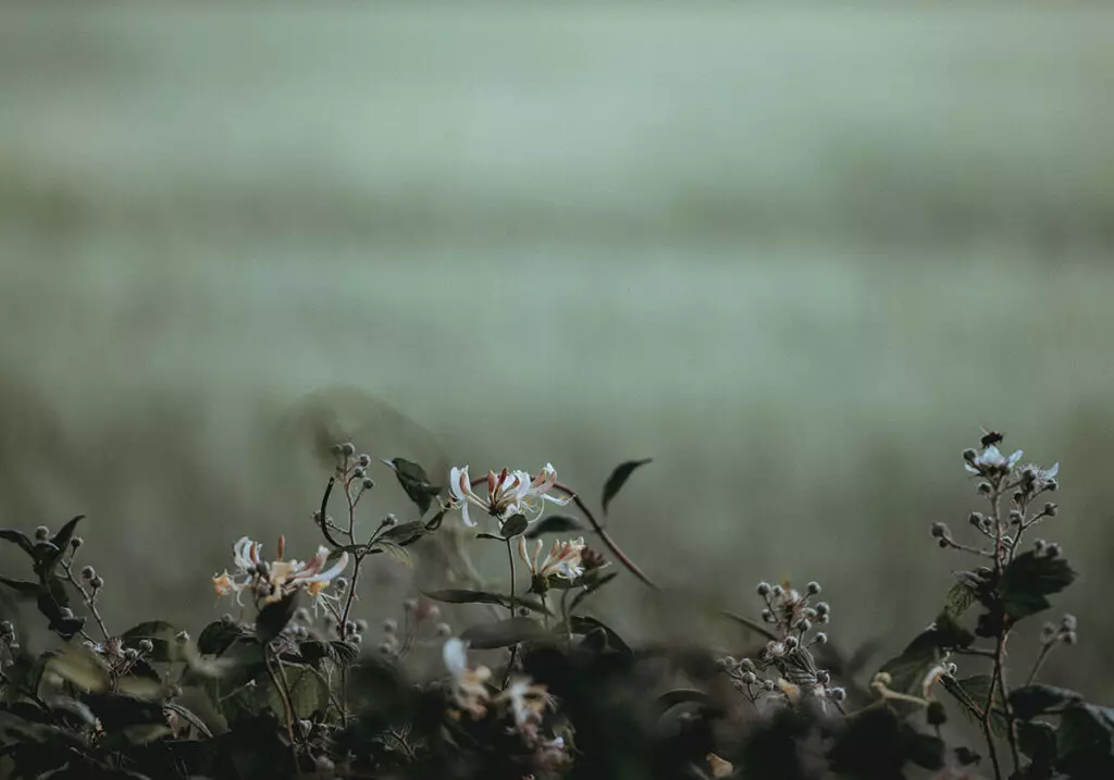 Daisies ພາສາລັບແລະລືມຂ້ອຍ - ບໍ່ແມ່ນ: ຄູ່ມືສໍາລັບຄຸນຄ່າຂອງສັນຍາລັກ 15715_6