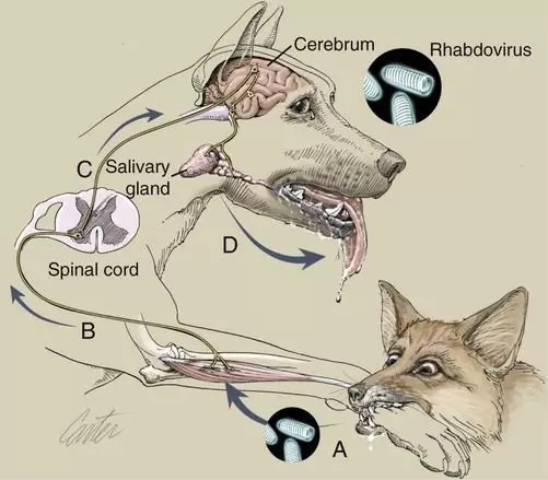 Protokol Miluoka terhadap Rabies Apa itu protokol Miluoka, seperti halnya dengan bantuan itu adalah pasien yang mematikan dan mengapa begitu mahal 15884_3